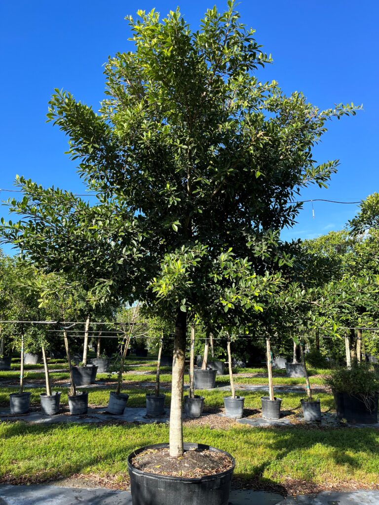 Plant List | Plants and Trees | 3D Landscape Nursery