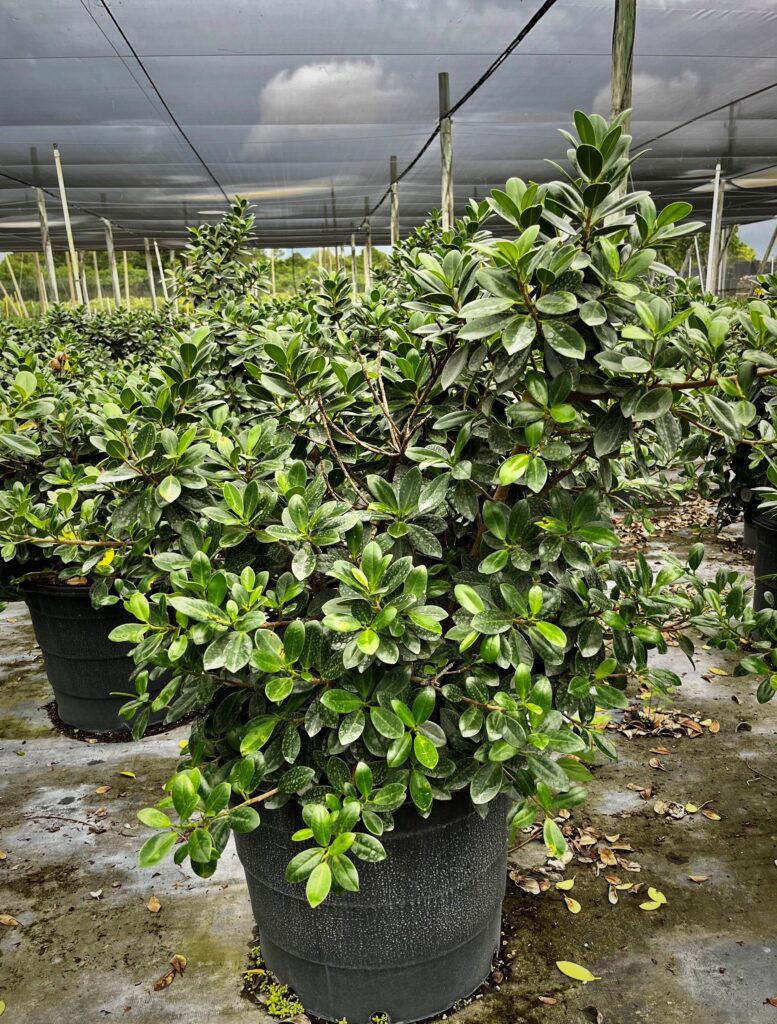 Plant List | Plants and Trees | 3D Landscape Nursery