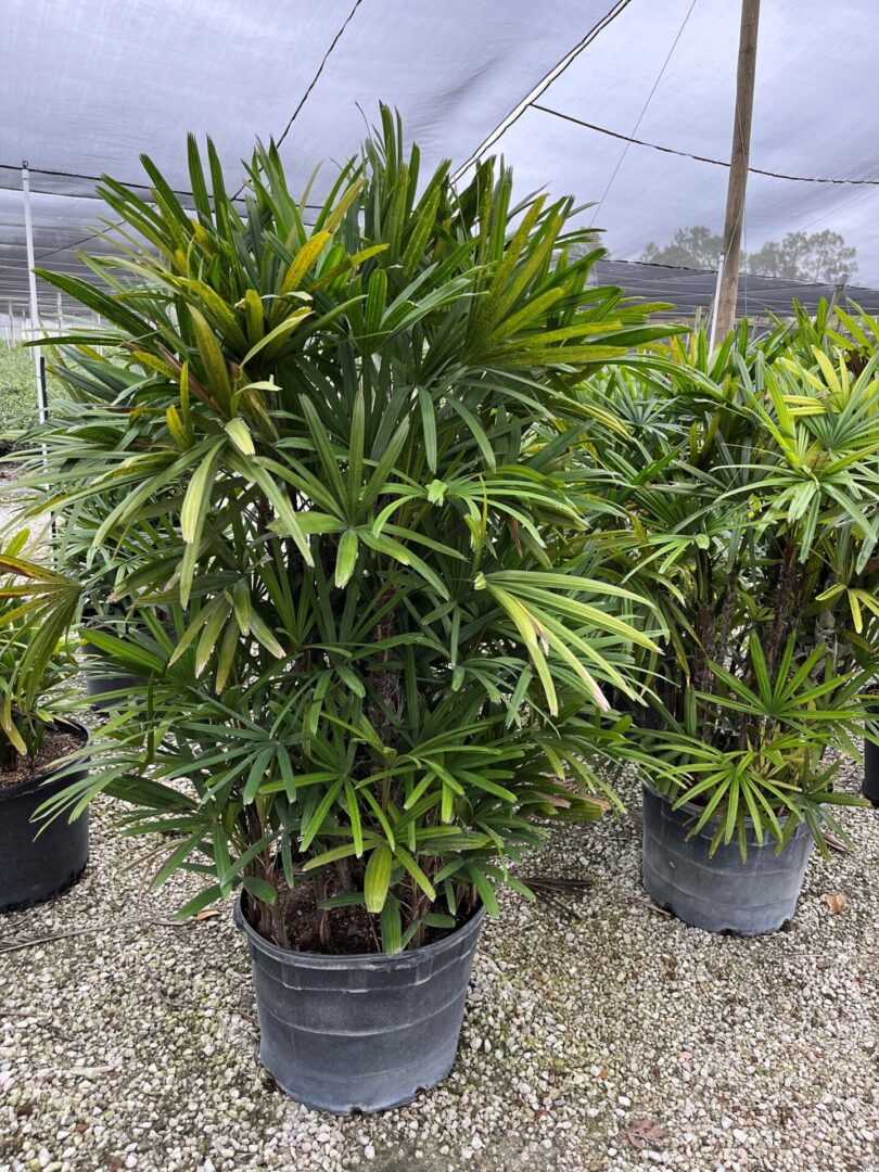 Plant List | Plants and Trees | 3D Landscape Nursery