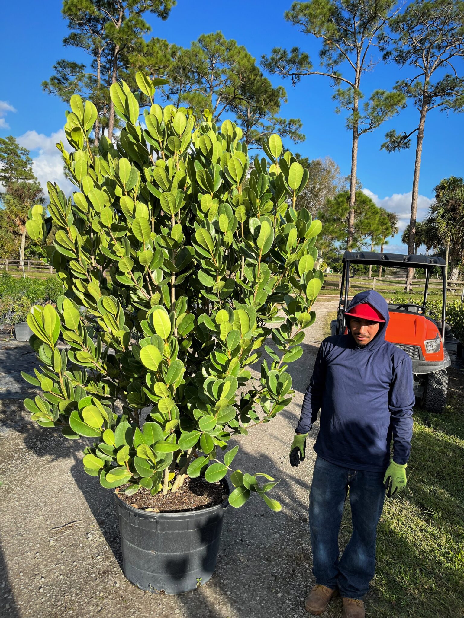 Plant List | Plants and Trees | 3D Landscape Nursery