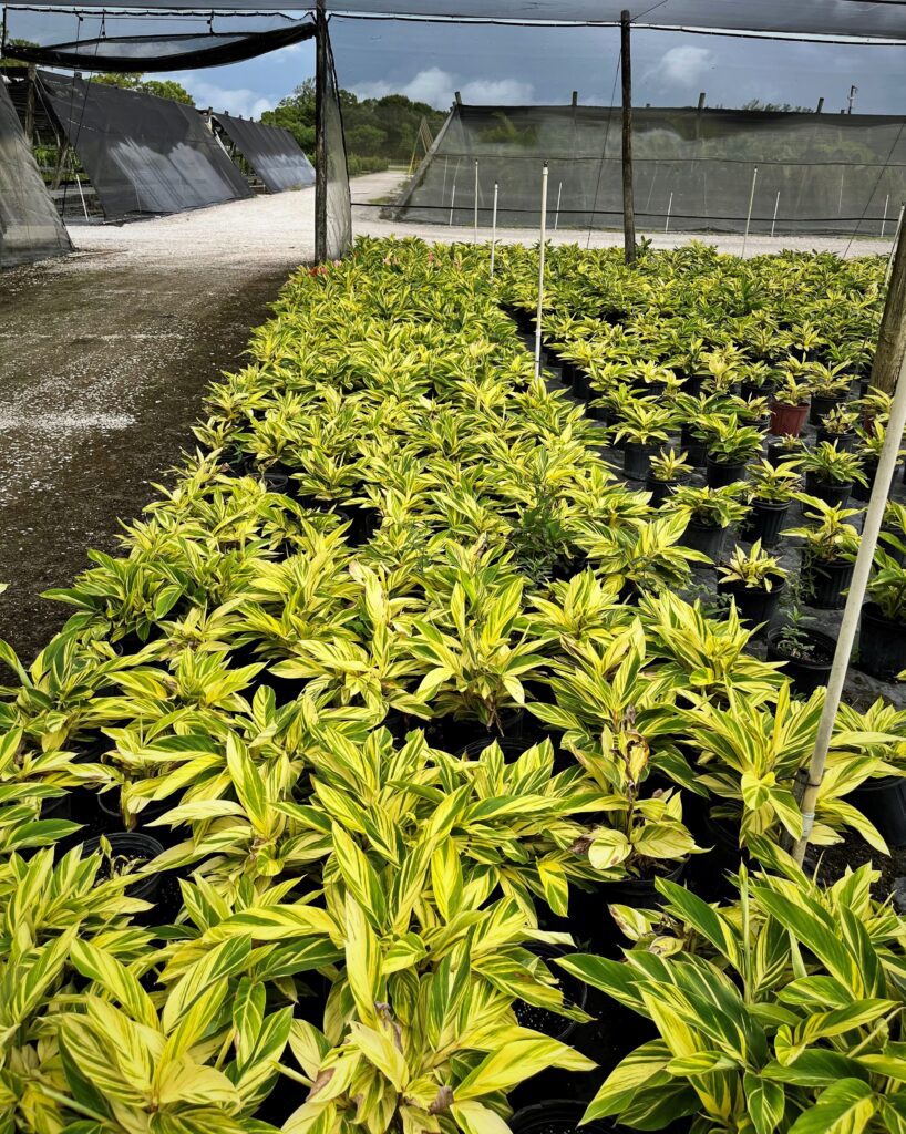 Plant List | Plants and Trees | 3D Landscape Nursery