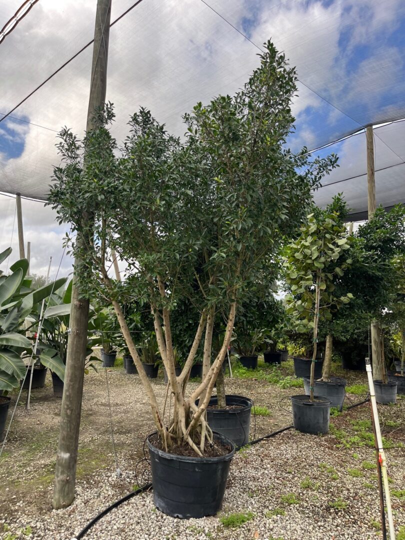 Plant List | Plants and Trees | 3D Landscape Nursery